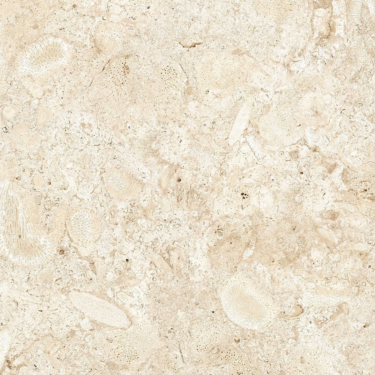 24X24 CORALINA BLANCO 2CM | Sarasota Wholesale Tile Supply